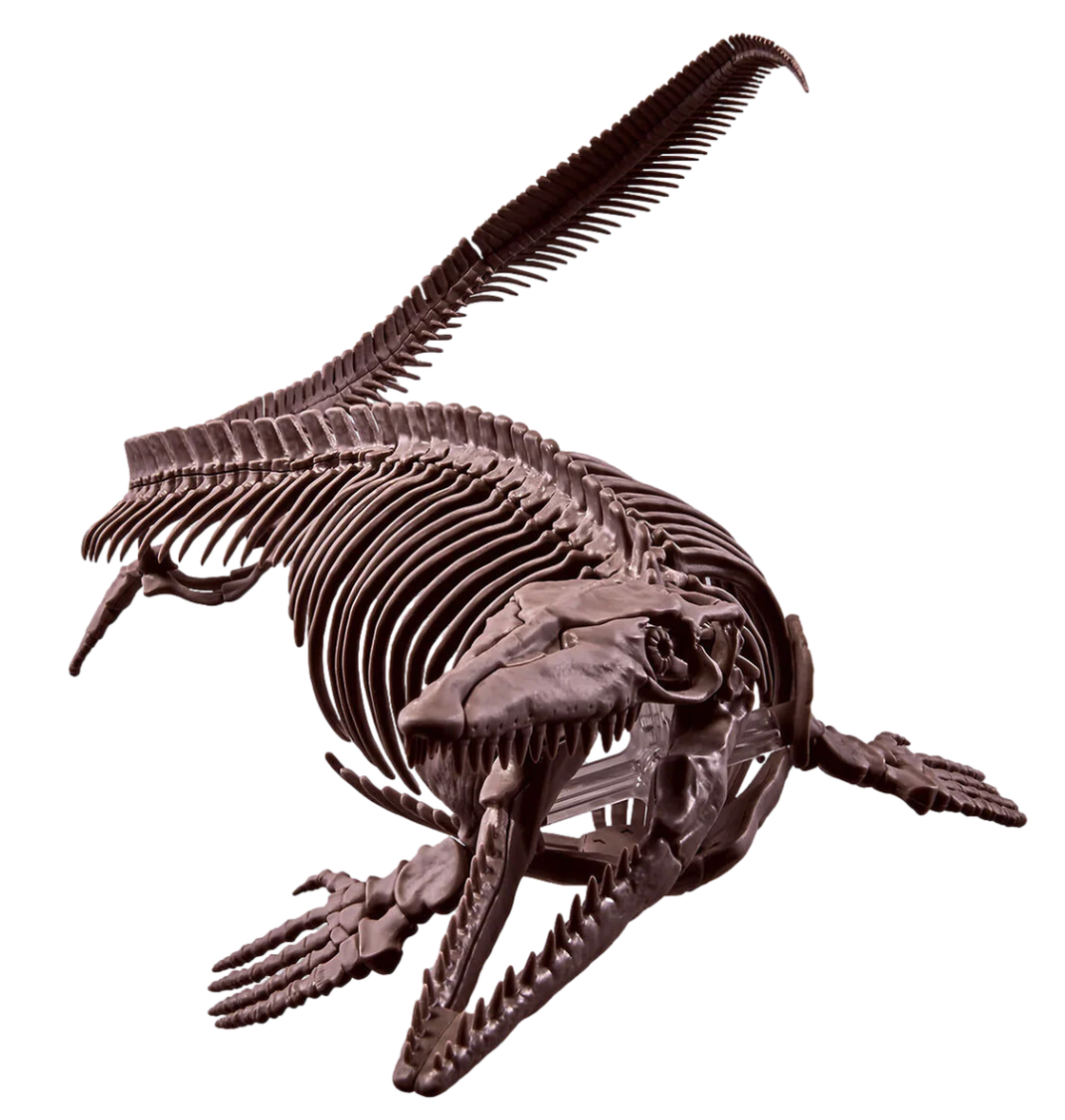 Bandai 2668294 Imaginary Skeleton: Mosasaurus Dinosaur Model Kit ...