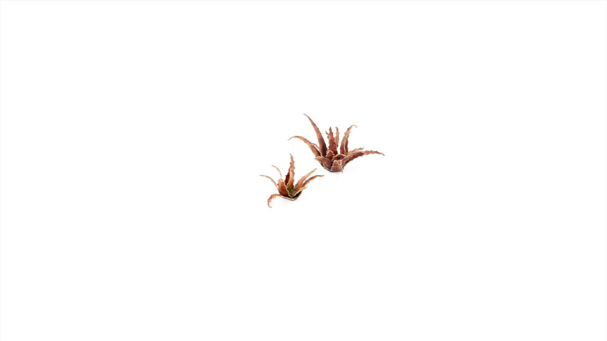 Gamers Grass 790163 Red Aloe Laser Cut Plants (96 Pack) — White Rose ...