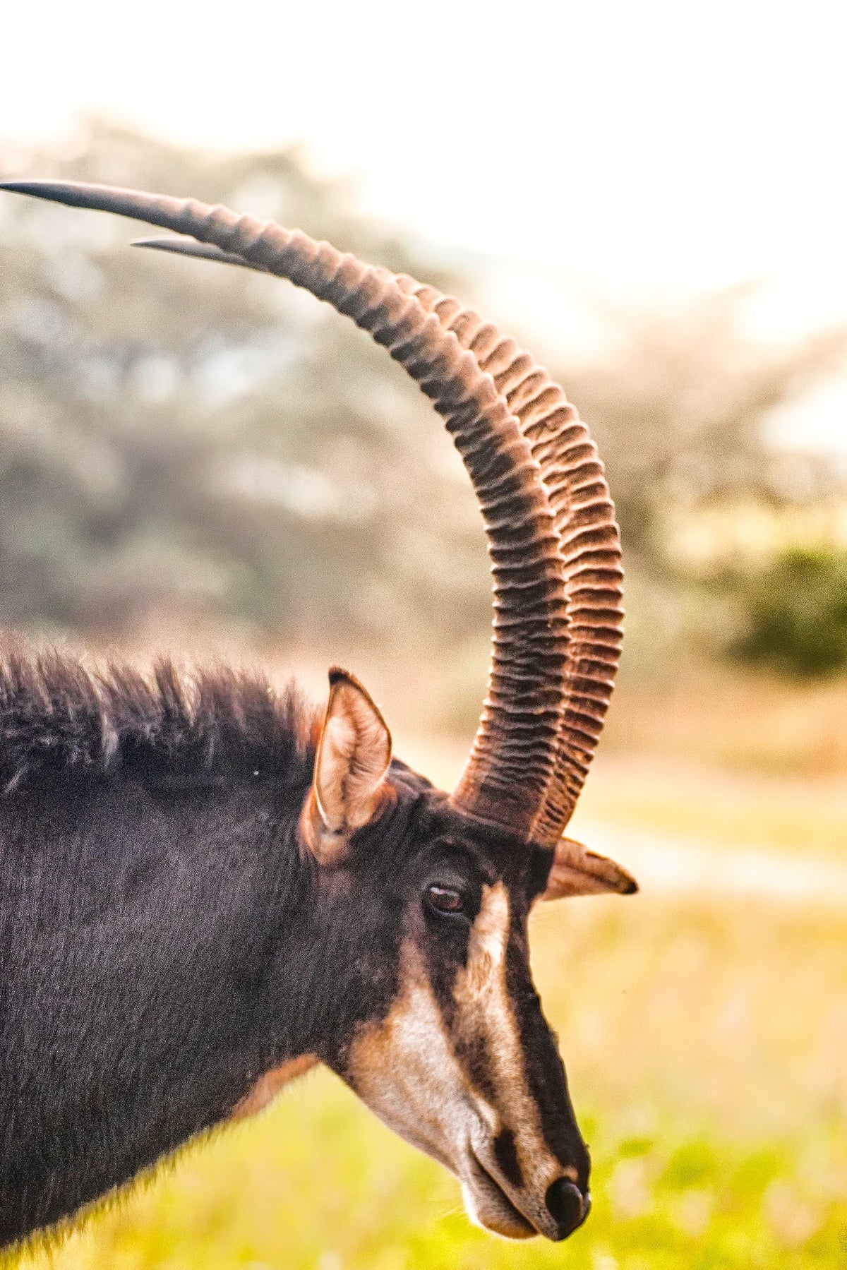 Wimberley Puzzle Company African Sable Antelope | African Wildlife Puz ...