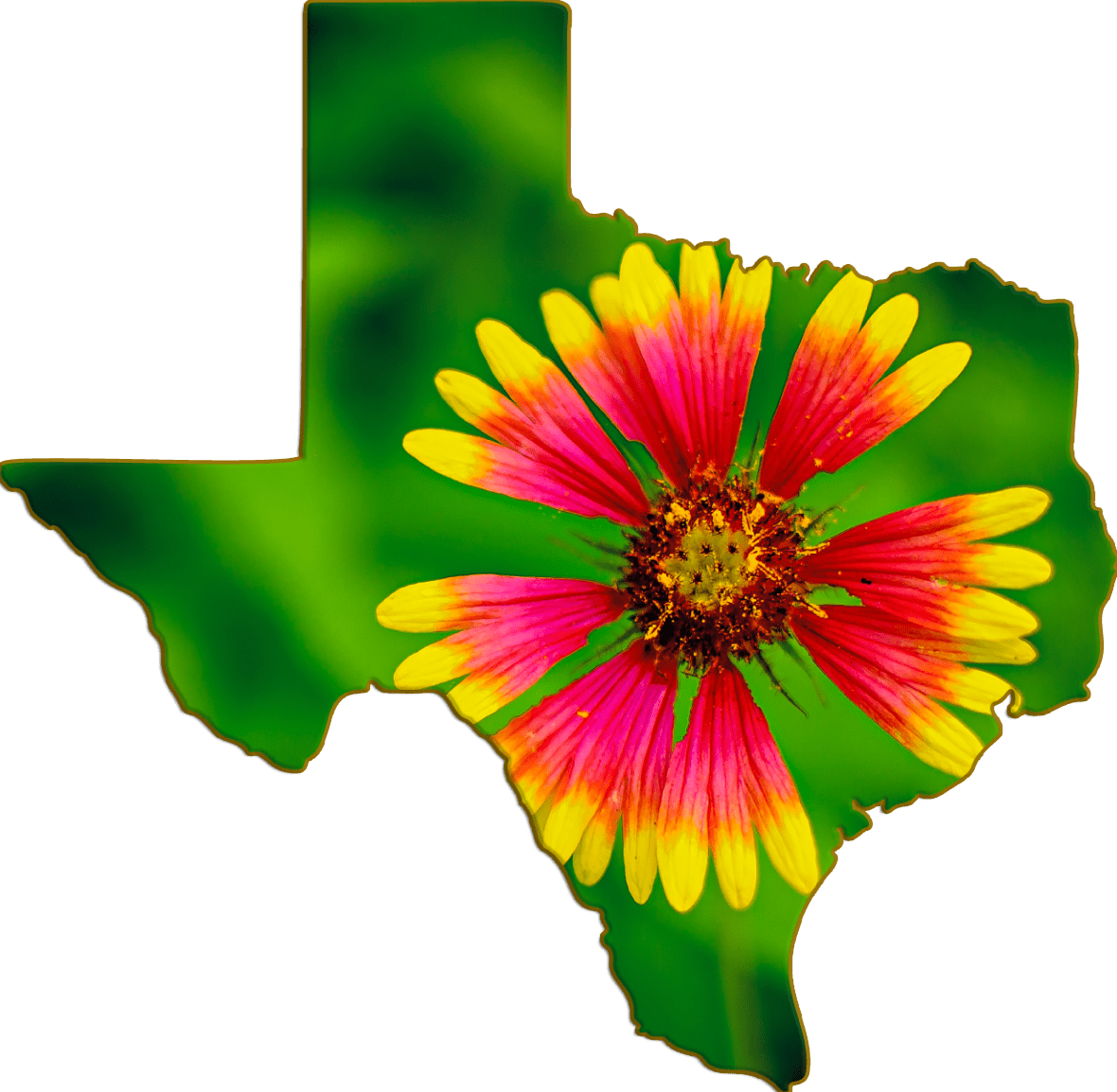 Wimberley Puzzle Company Firewheel, Texas Wildflower | Texas-Shaped Ma ...