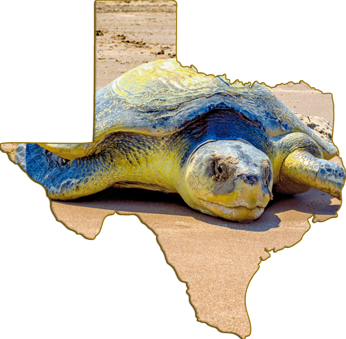Wimberley Puzzle Company Kemp's Ridley Endangered Sea Turtle | Texas-S ...